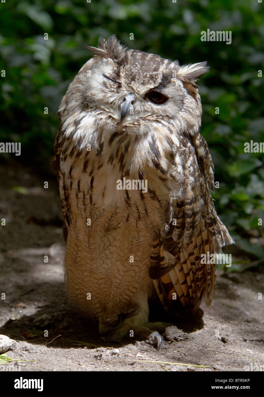 Eagle owl (Bubo bubo) winking Stock Photo - Alamy