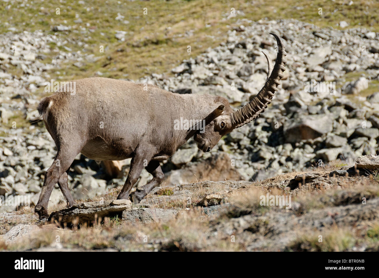 An Ibex in the Gran Paradiso National Park, Italy Stock Photo - Alamy
