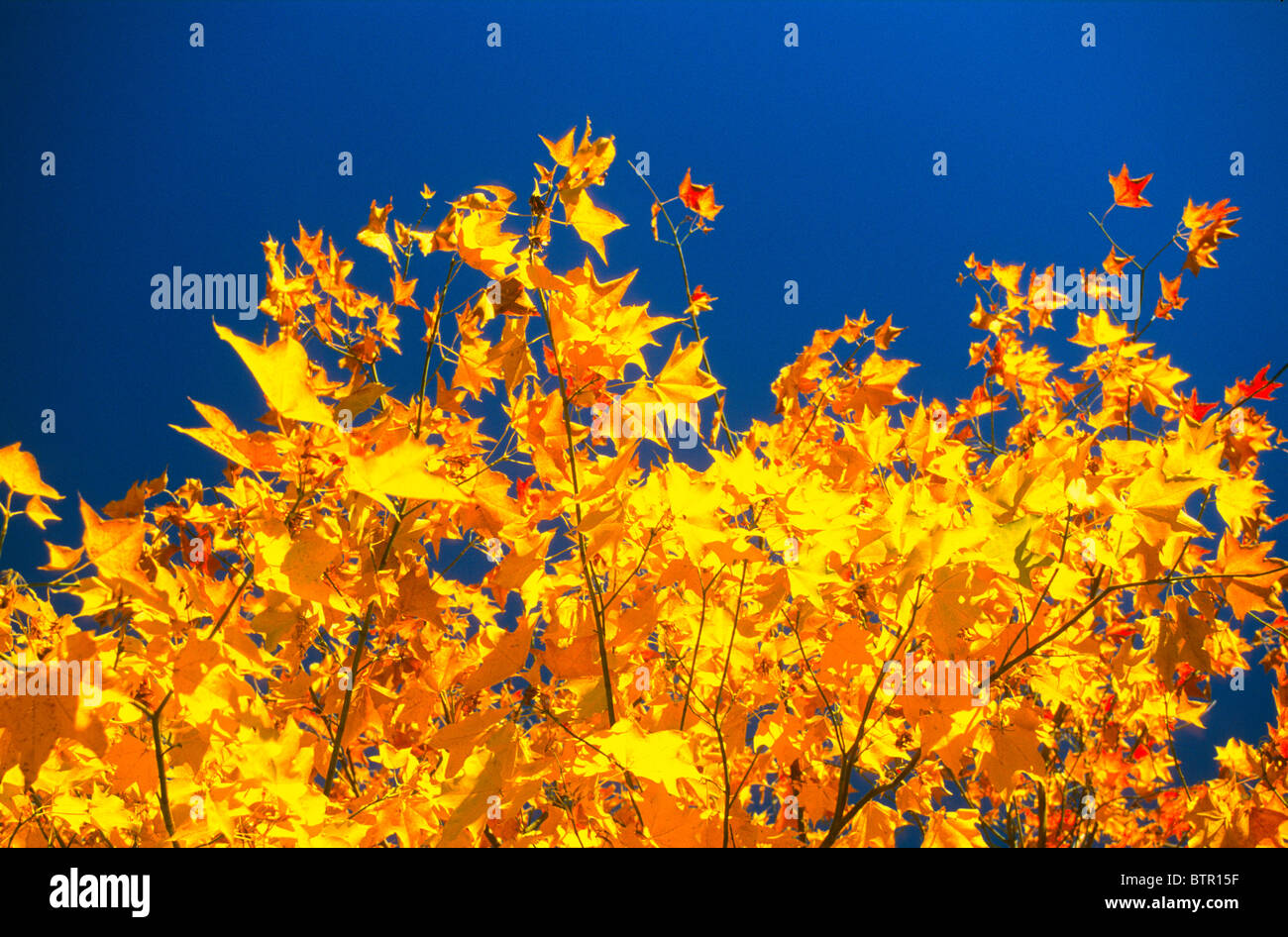 Golden leaves of an acer tree in autumn Stock Photo - Alamy
