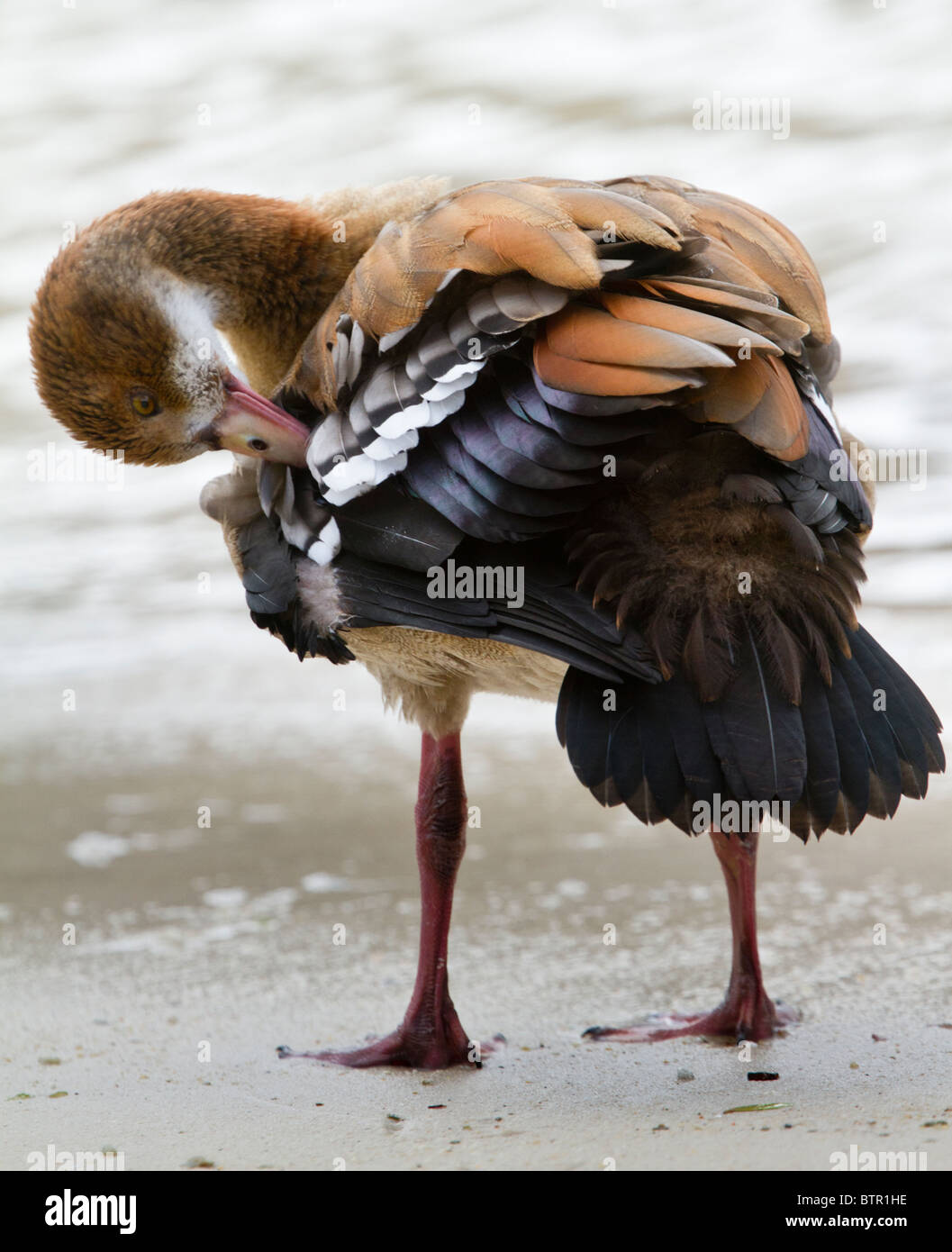 Egyptian goose (Alopochen aegyptiaticus Stock Photo - Alamy