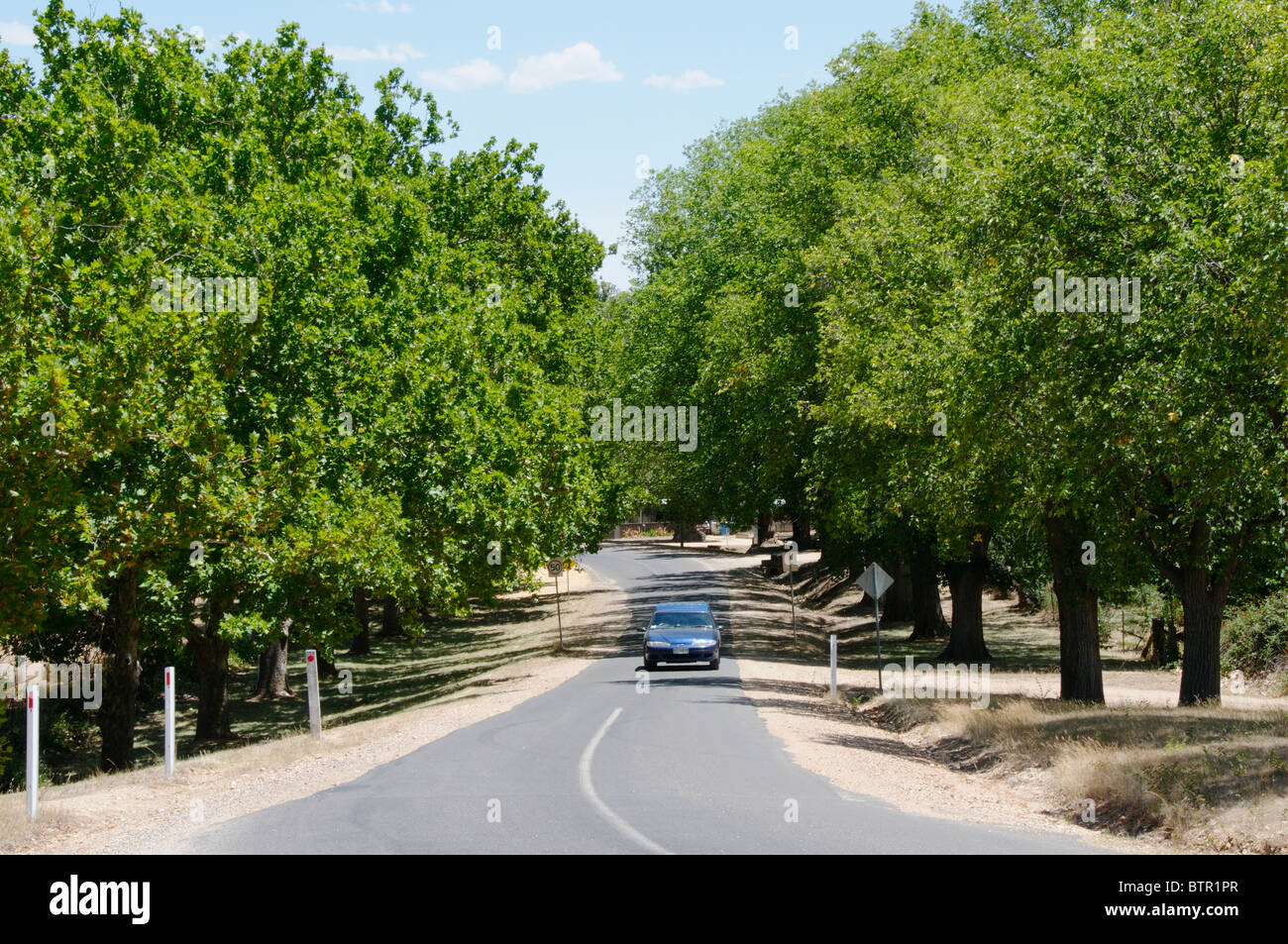 Australia, Central Victoria, Fryerstown, Treelined at road with moving ...