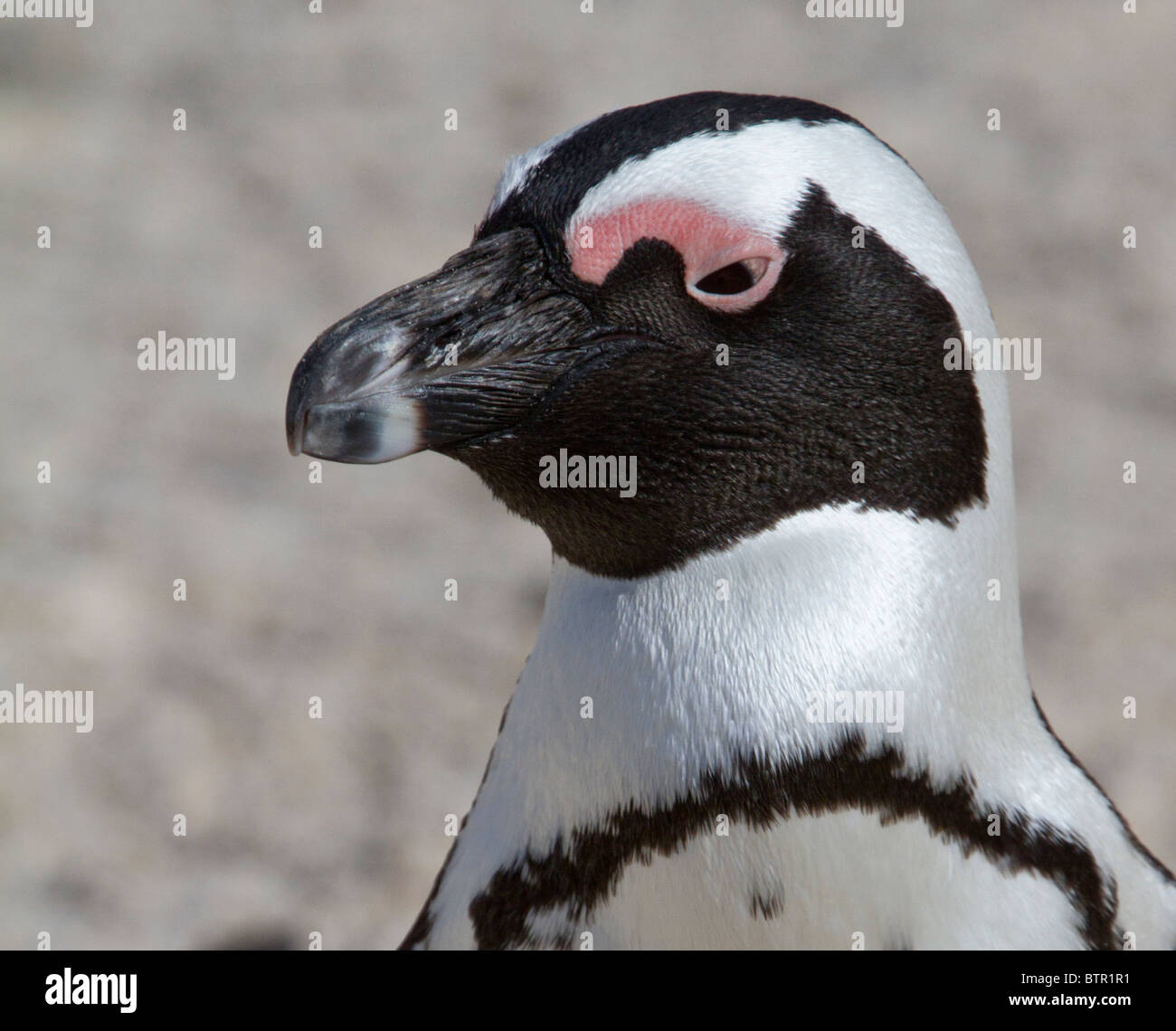 Penguin close up face hi-res stock photography and images - Alamy