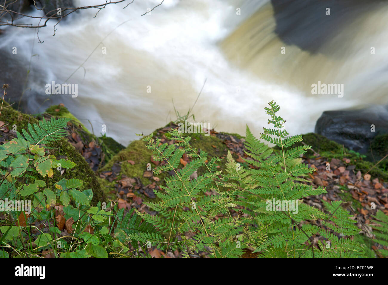 River Darwen at Hoghton Bottoms,Lancashire Stock Photo - Alamy