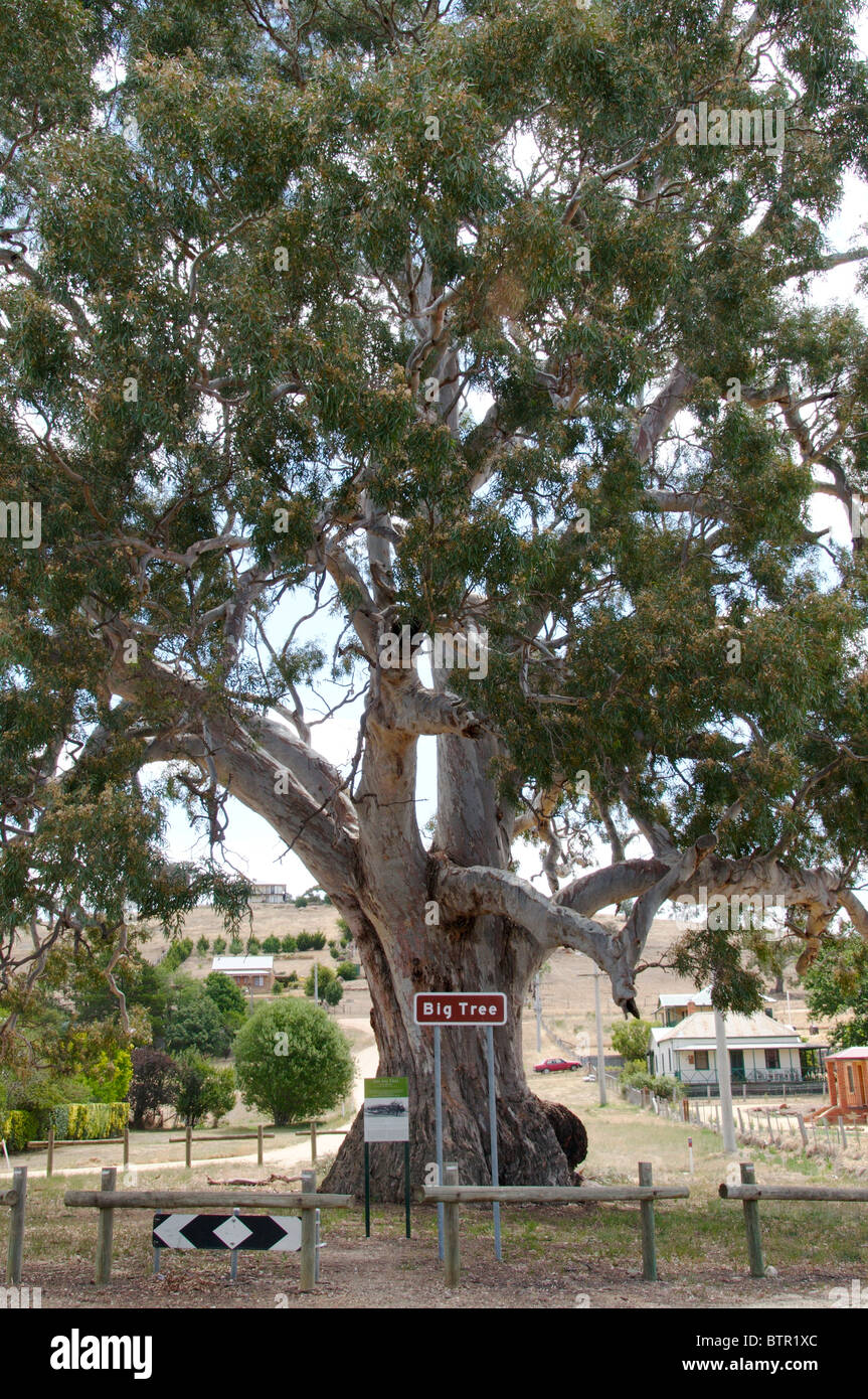 Australia, Central Victoria, Guildford, Big Tree (River Red Gum Stock ...