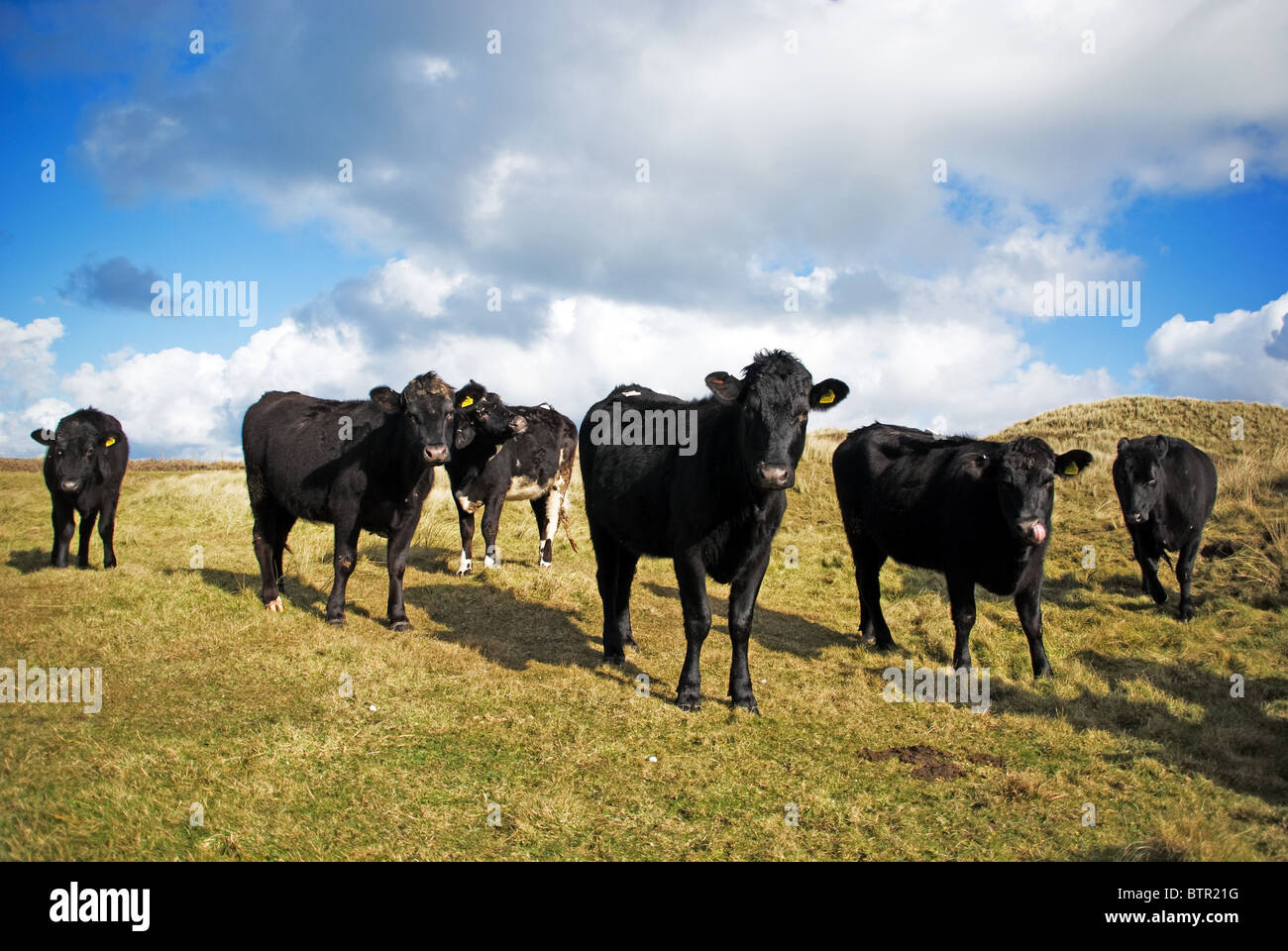 group of cows in a field Stock Photo - Alamy