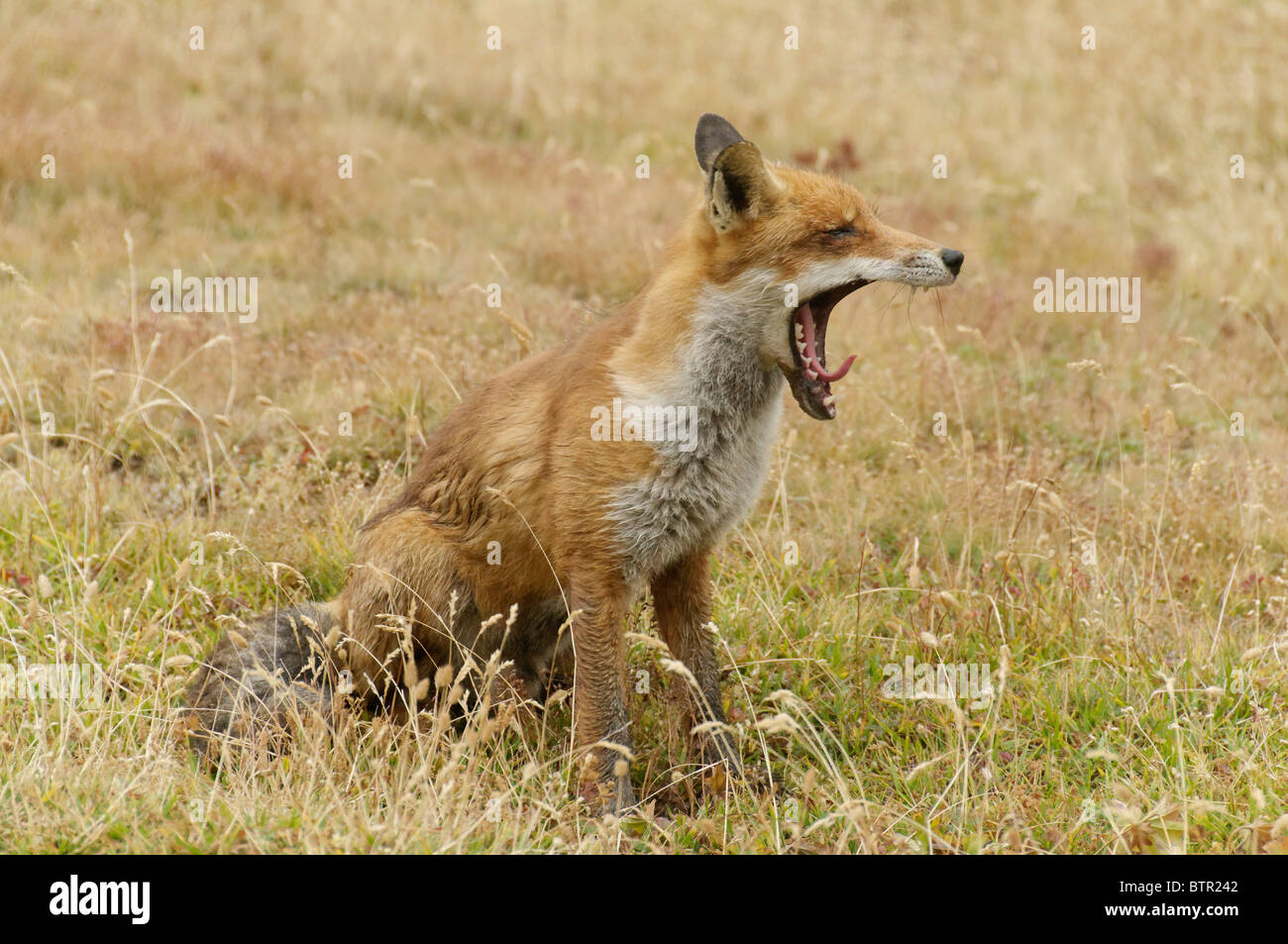 A Fox, sat in a field yawning Stock Photo - Alamy