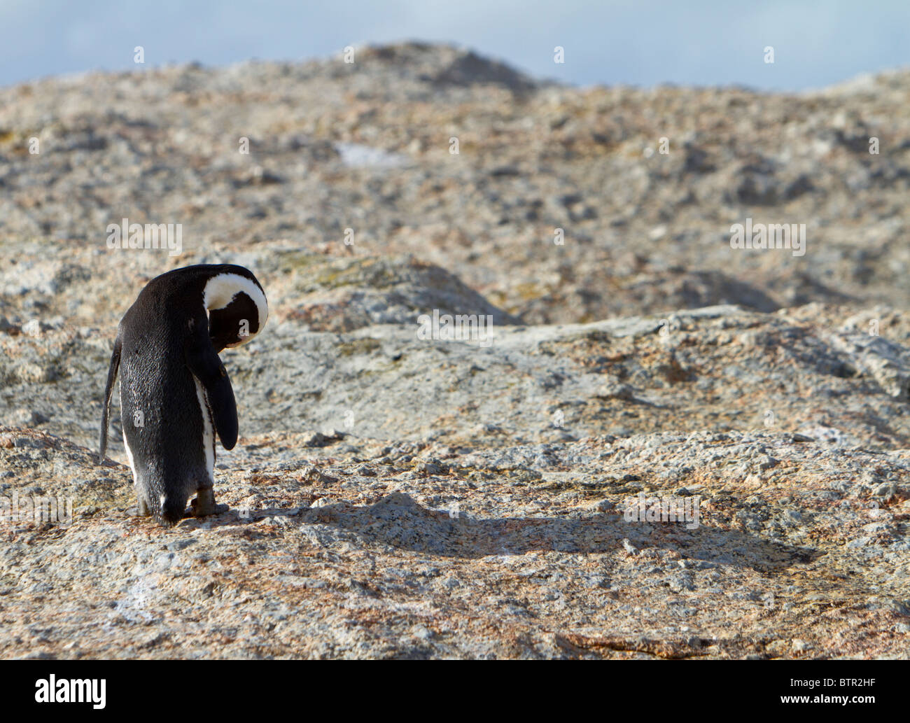 African penguin spheniscus demersus hi-res stock photography and images ...