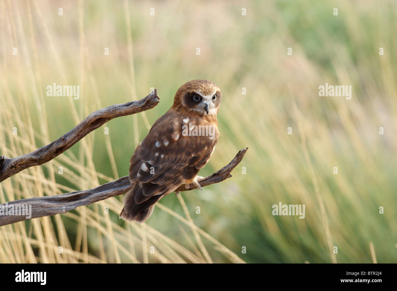 Alice springs desert park hi-res stock photography and images - Alamy
