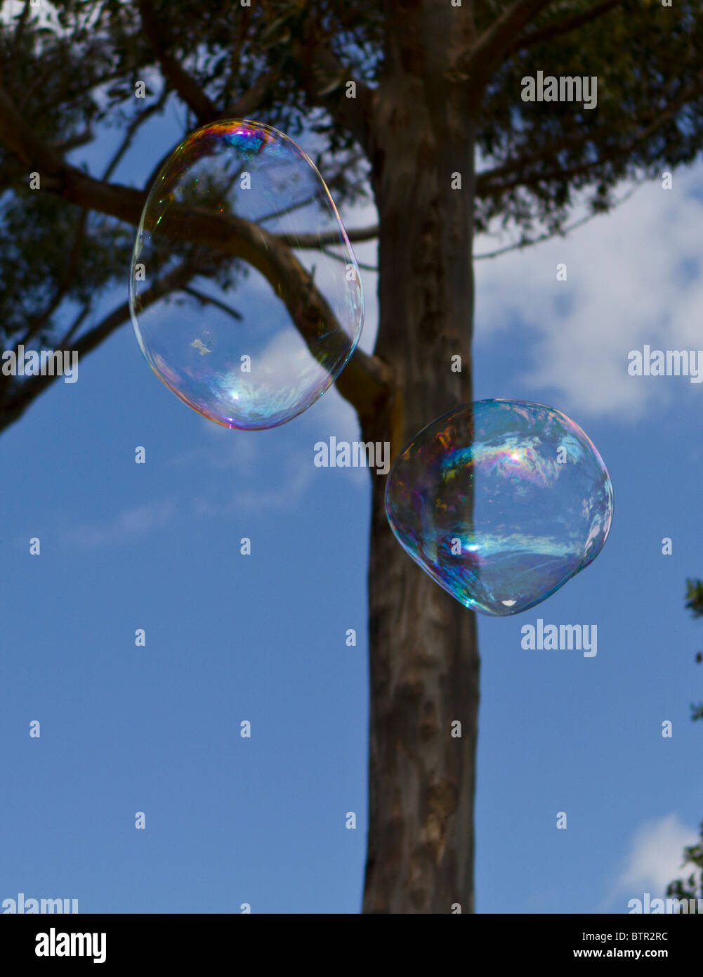 Giant soap bubbles floating past a pine tree Stock Photo - Alamy