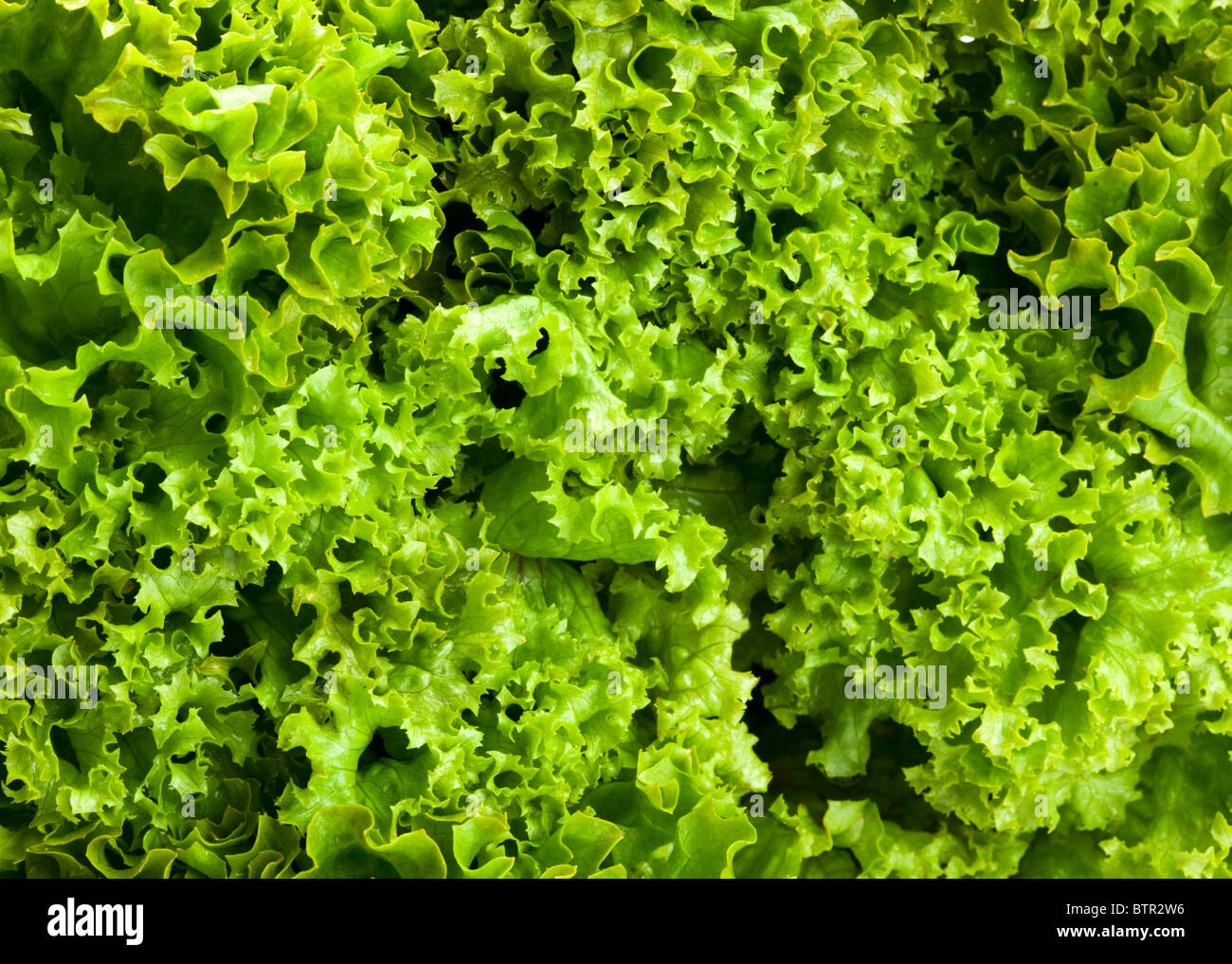 Lollo Bionda Lettuce High Resolution Stock Photography and Images - Alamy