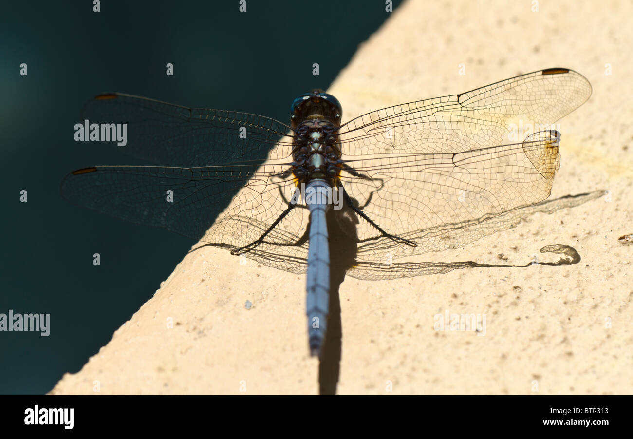 Skimmer dragonfly hi-res stock photography and images - Alamy