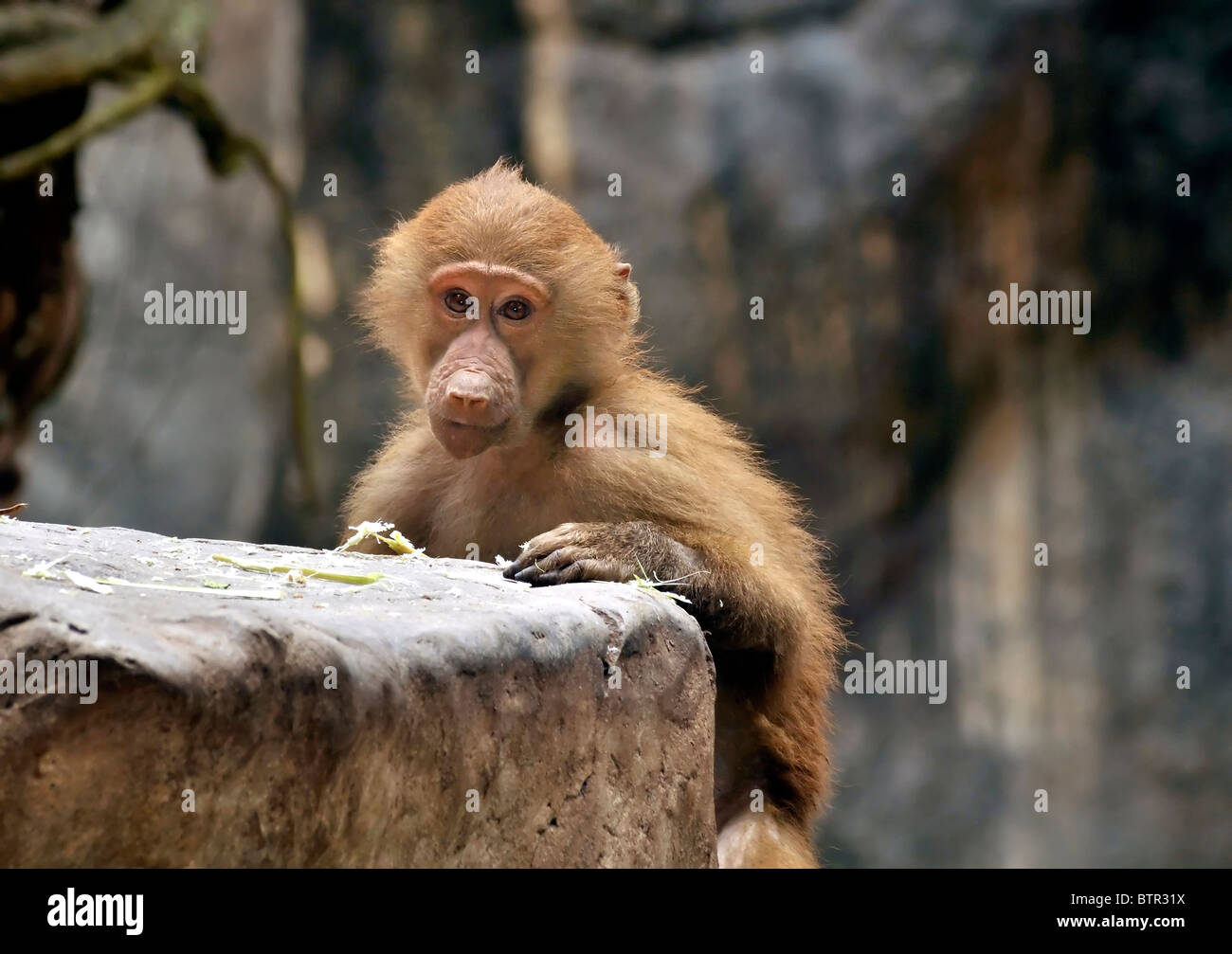 Young Baby Baboon High Resolution Stock Photography and Images - Alamy