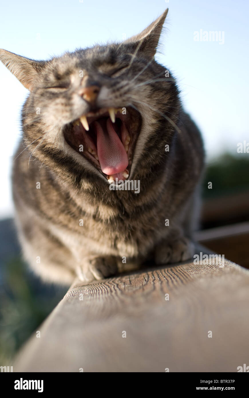 Cat showing teeth Stock Photo - Alamy