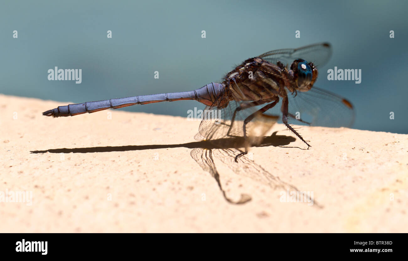 Strong skimmer hi-res stock photography and images - Alamy