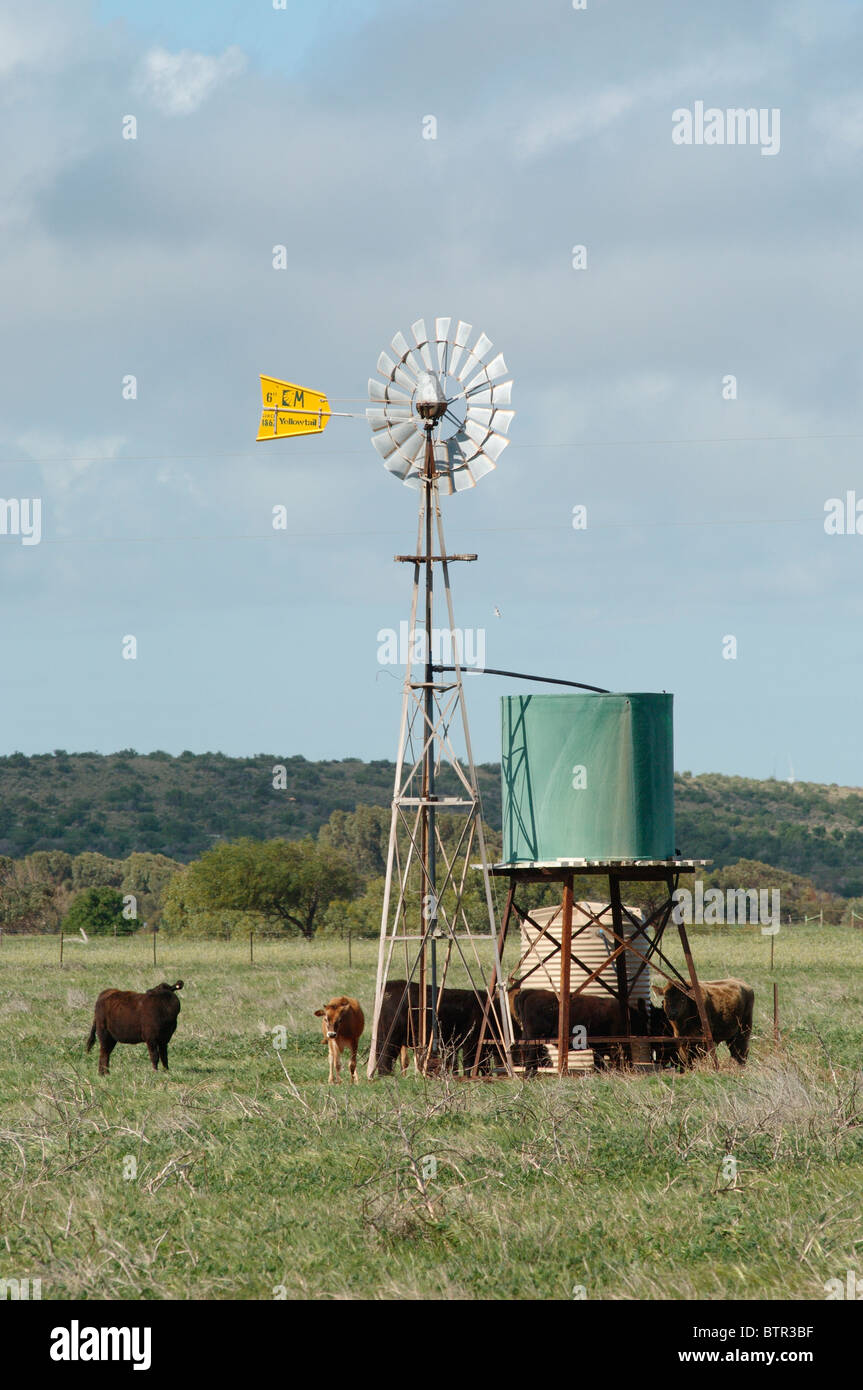 Australia, Windmill and cattle in field Stock Photo - Alamy