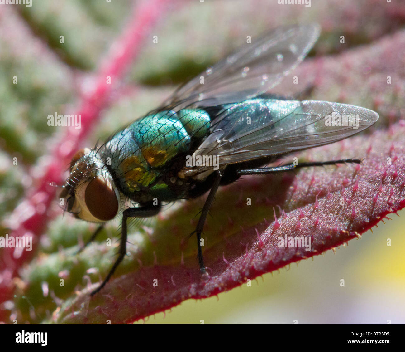 Common green bottle fly (Lucilia sericata) on a pink leaf Stock Photo ...
