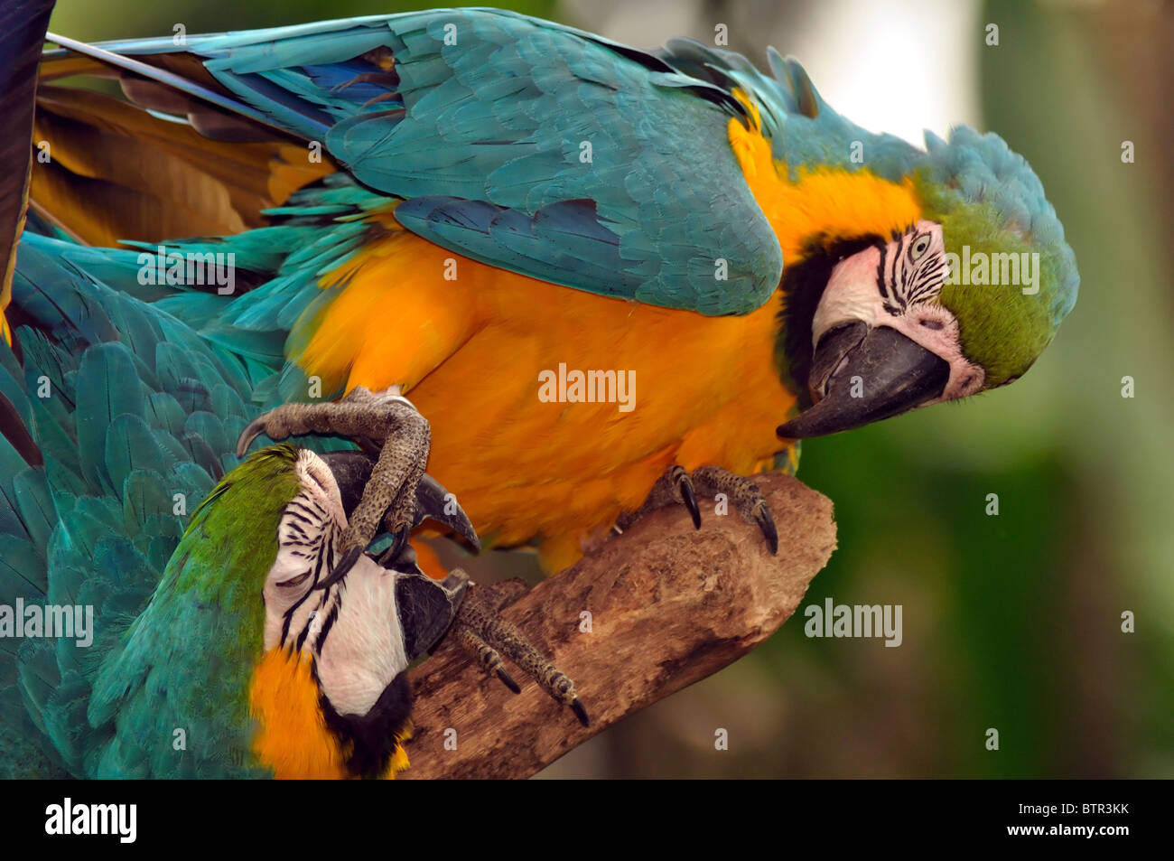 Playful parrots hi-res stock photography and images - Alamy