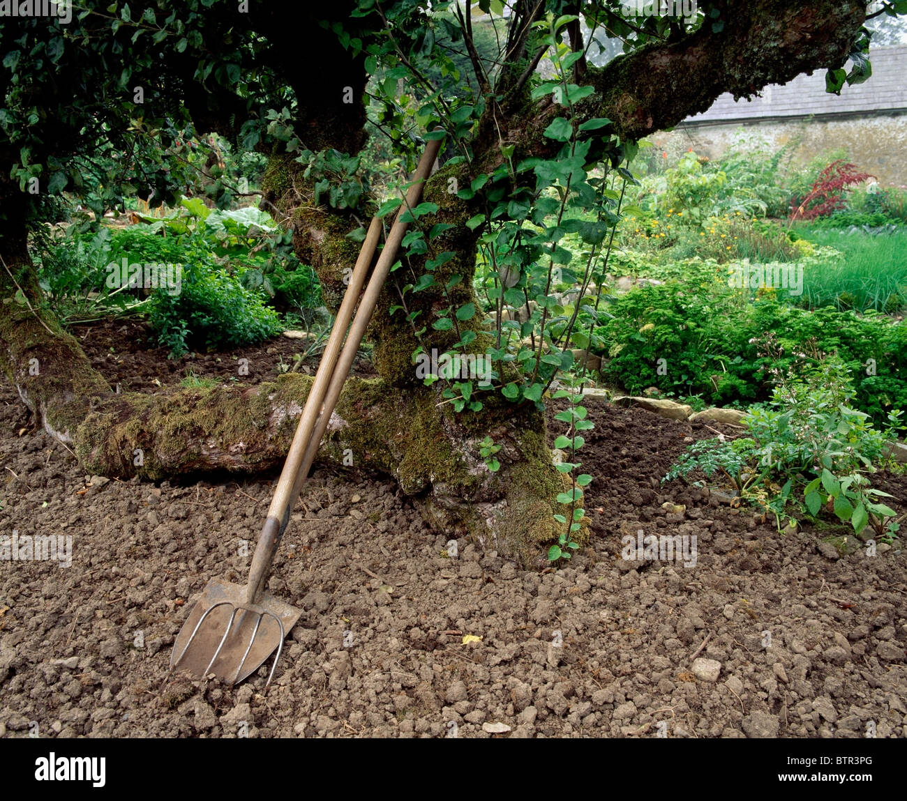 Lakeview, Co Cavan, Ireland; Apple Tree And Gardening Tools Stock Photo ...
