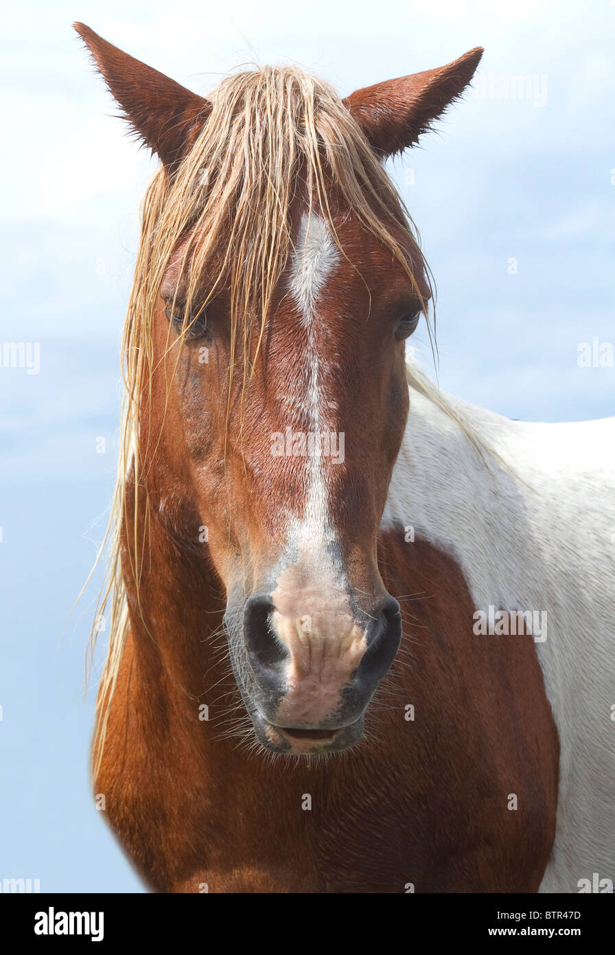 Shy horse hi-res stock photography and images - Alamy