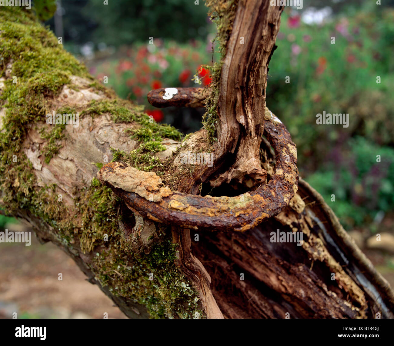 Lakeview, Co Cavan, Ireland; Horseshoe And Apple Tree Stock Photo - Alamy