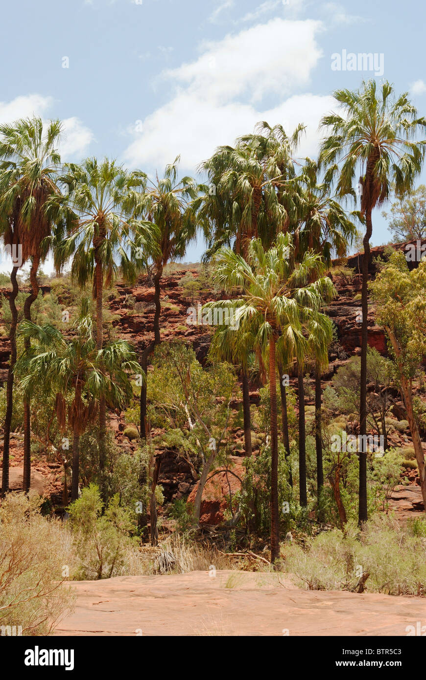 Australia, Northern Territory, Finke Gorge National Park with palm ...