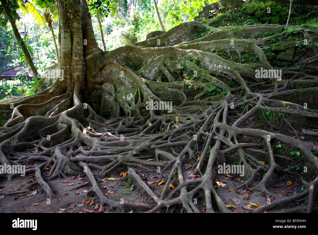 Invasive root system hi-res stock photography and images - Alamy