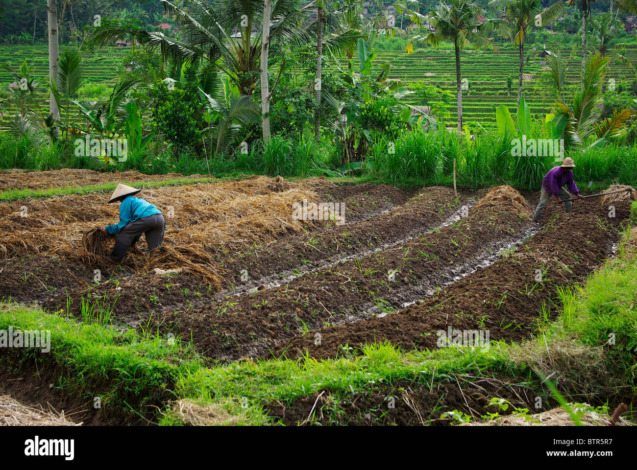 Two asian people working in their ricefield Stock Photo - Alamy