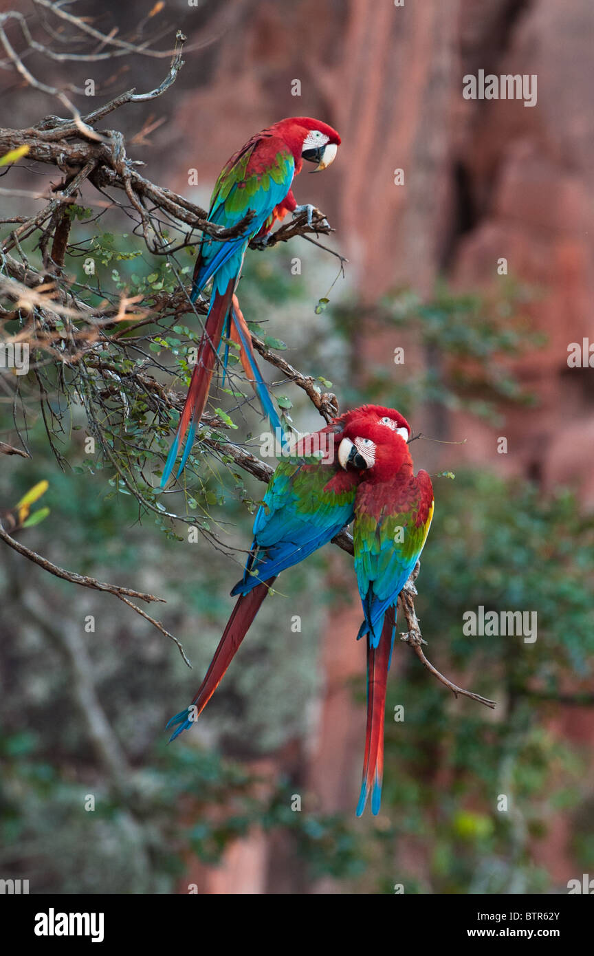 Macaws hi-res stock photography and images - Alamy