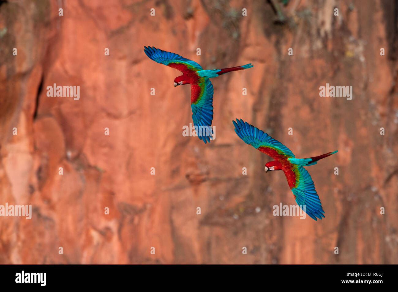 Flying Red-and-green Macaws Stock Photo - Alamy