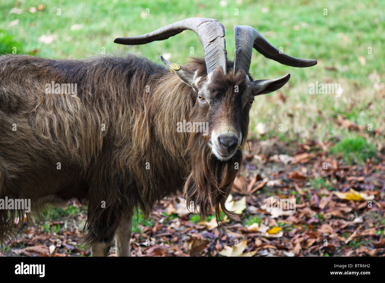 Billy goat standing in hi-res stock photography and images - Alamy