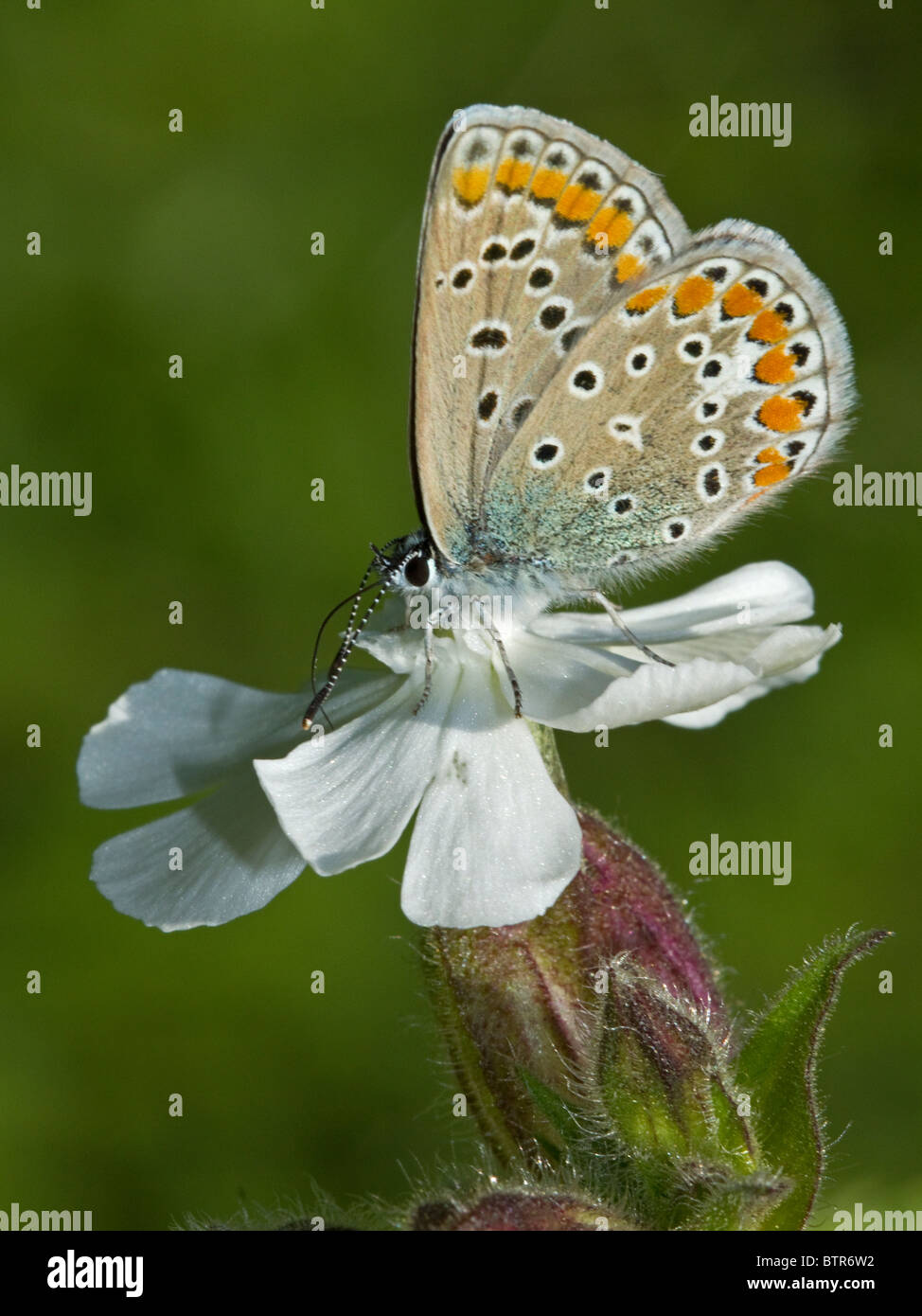 Cockle gathering hi-res stock photography and images - Alamy