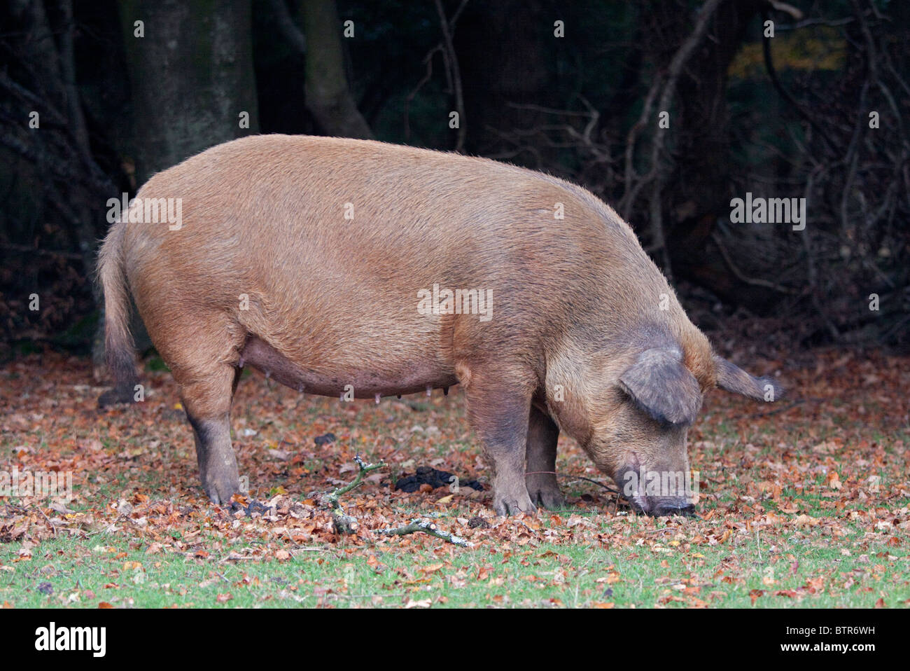 Wild Pig Wild Pig In The New Forest, Hampshire, England Stock Photo