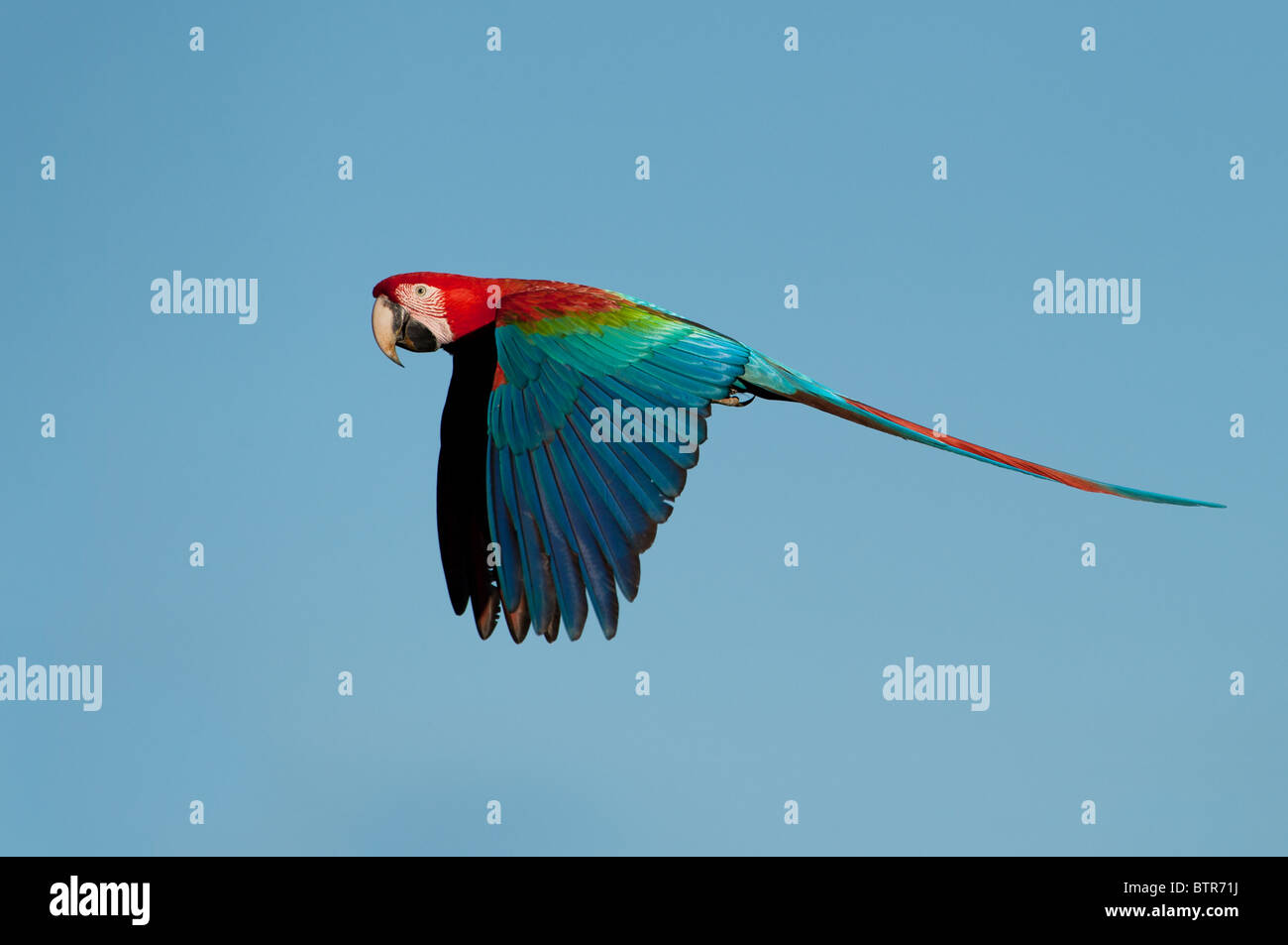 Free flight parrot hi-res stock photography and images - Alamy