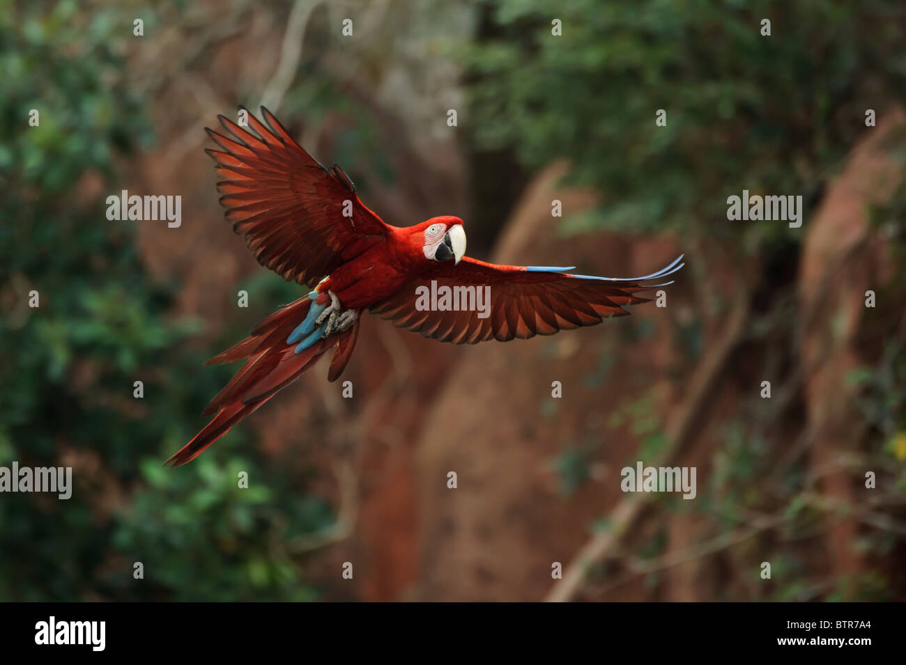 Red-and-green Macaw in flight Stock Photo - Alamy