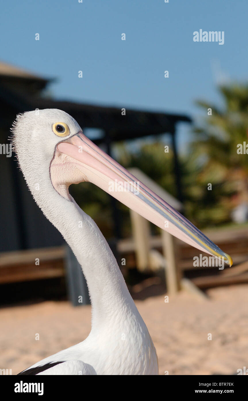 Australia, Australasia, Monkey Mia, Shark Bay, World Heritage Area ...
