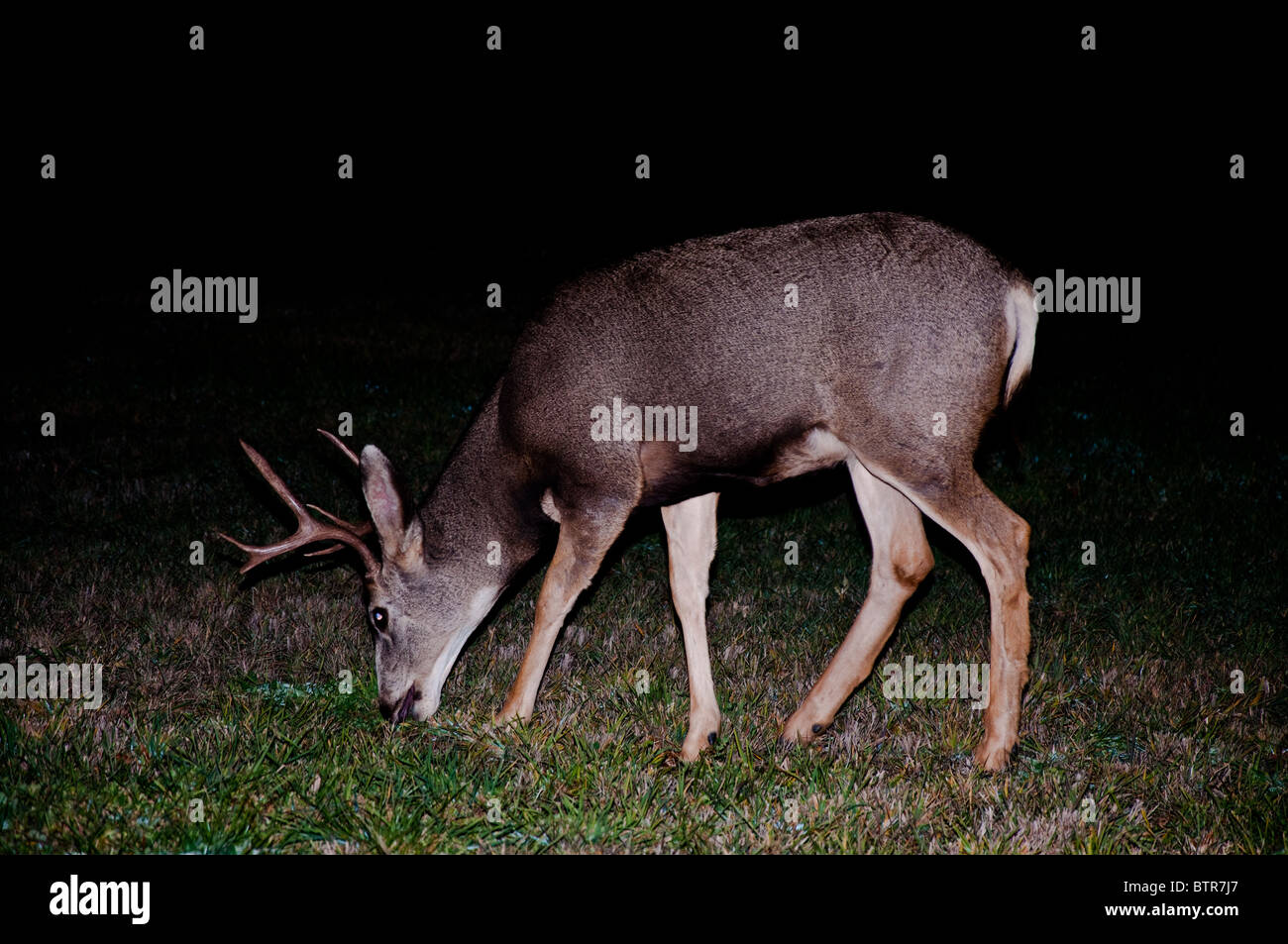 Deer at night hi-res stock photography and images - Alamy