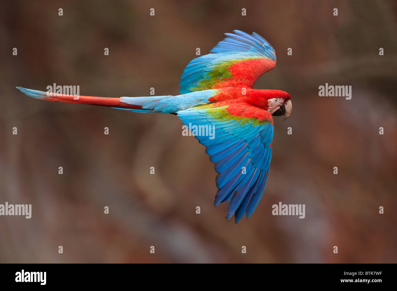 Red-and-green Macaw in flight Stock Photo - Alamy