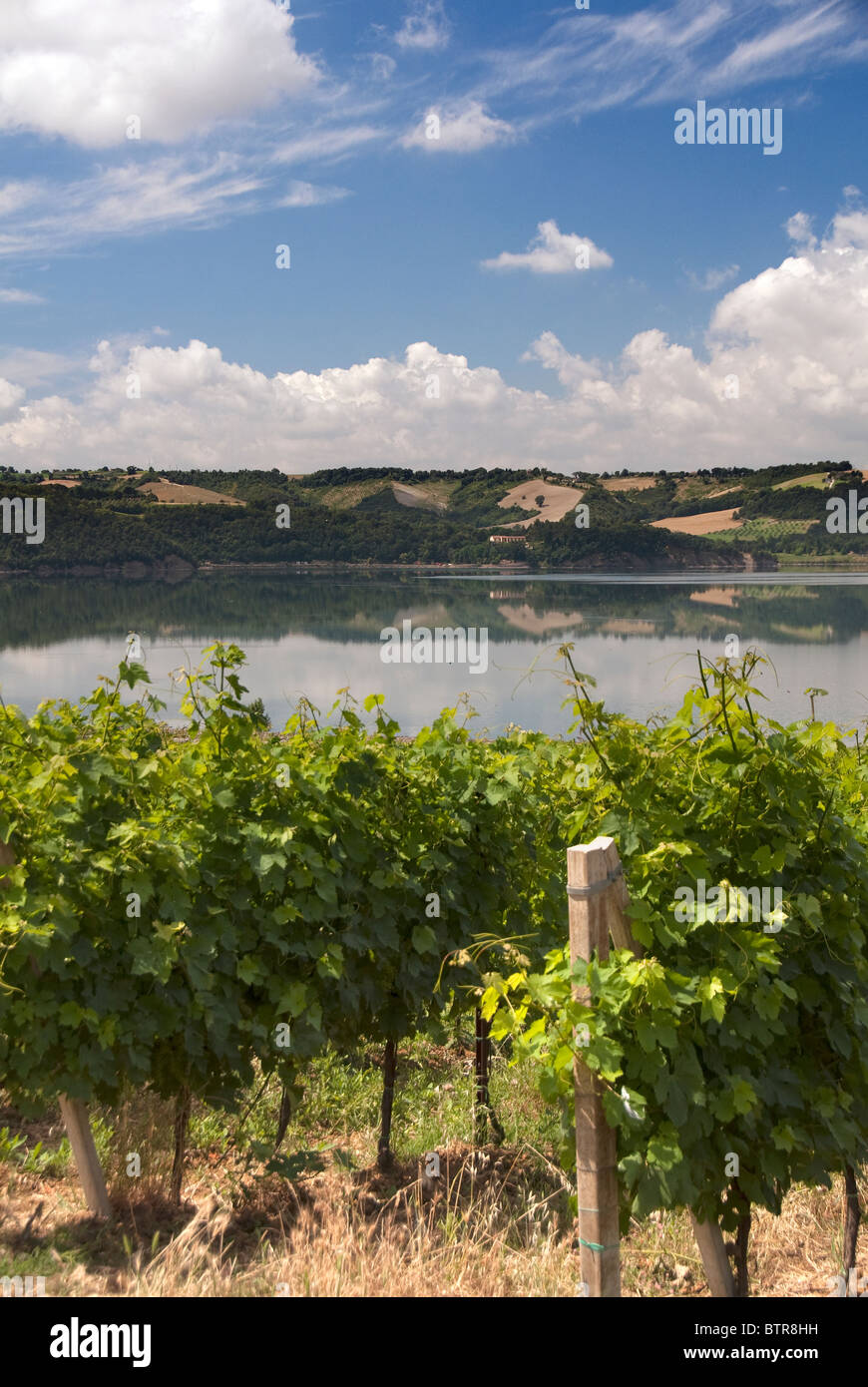 Grape vines and Largo Corbara the man made lake of the Tiber near Todi ...