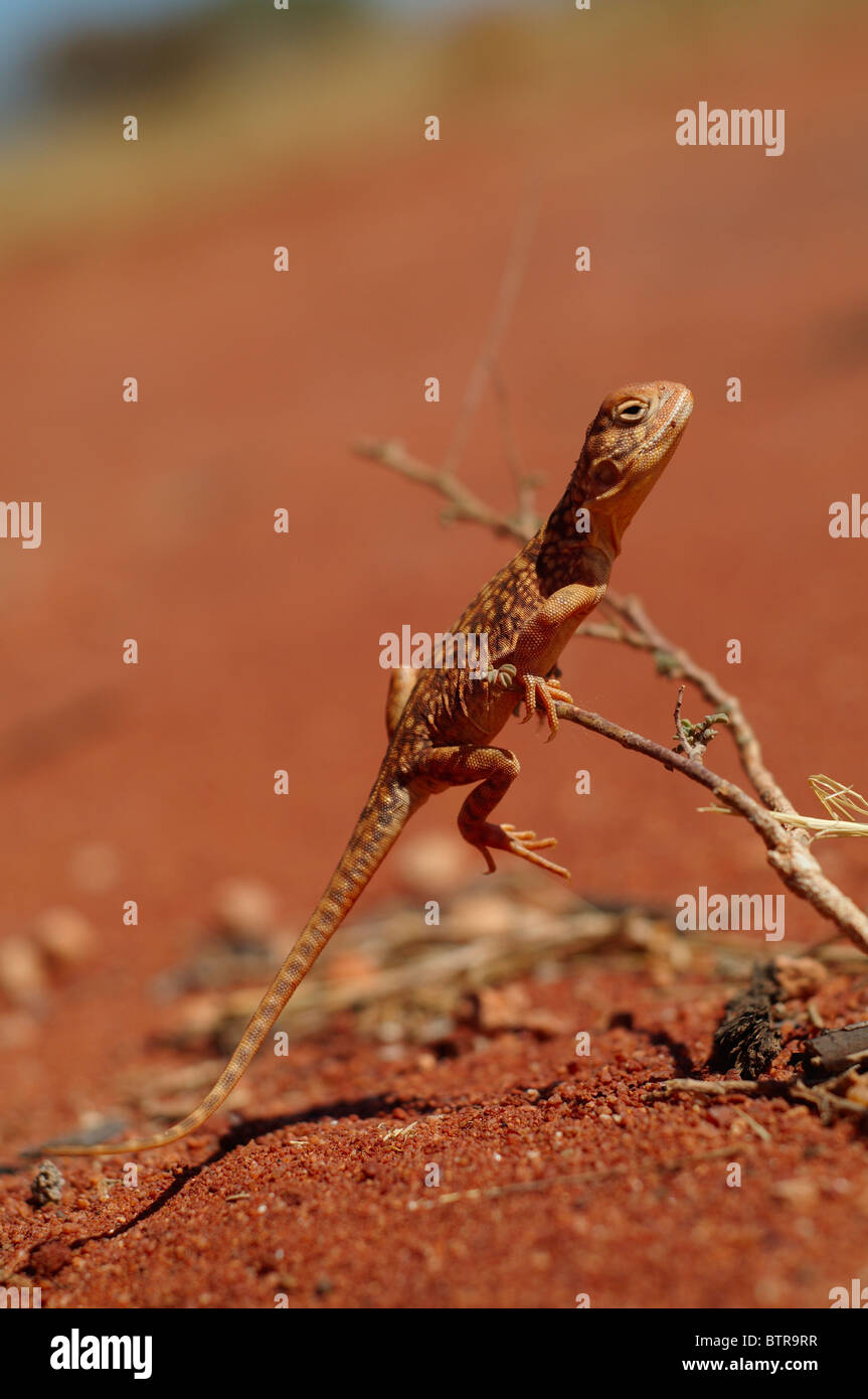 Australia, Lizard on branch Stock Photo - Alamy
