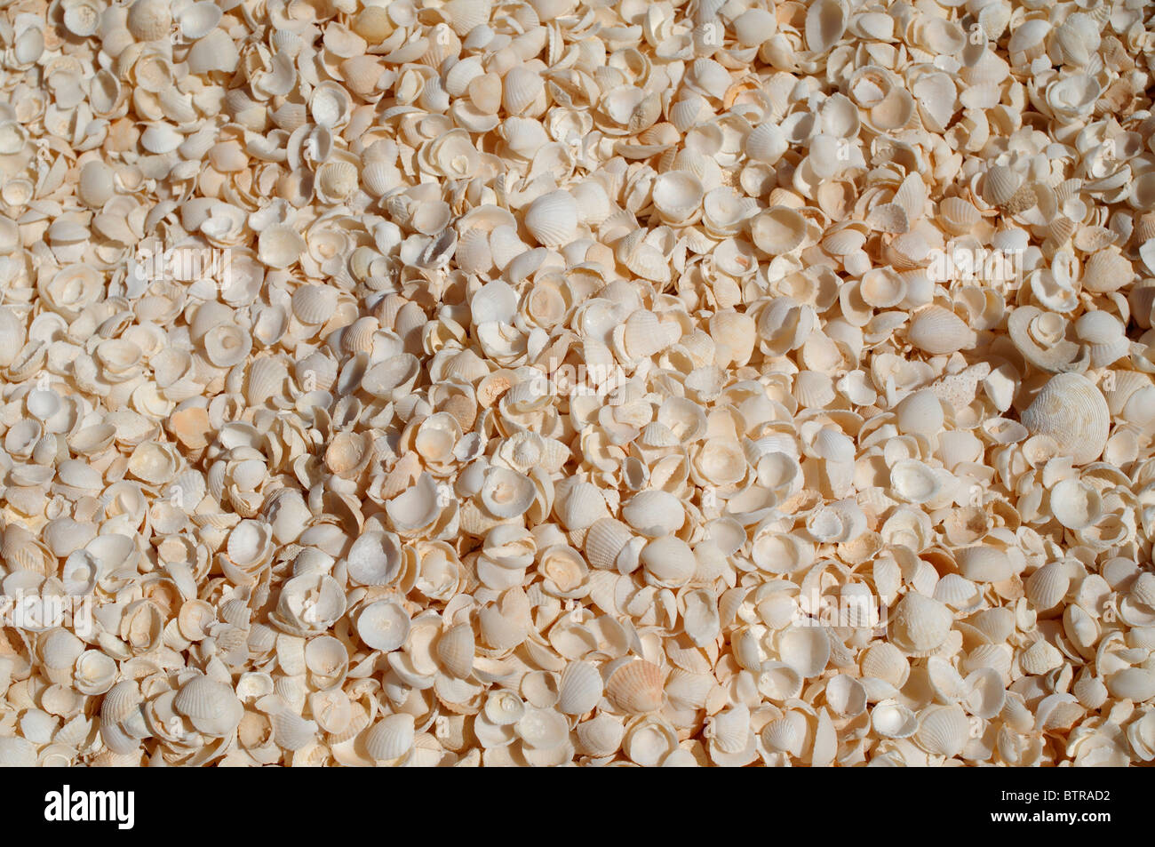 Australia, Australasia, Shell Beach Stock Photo - Alamy