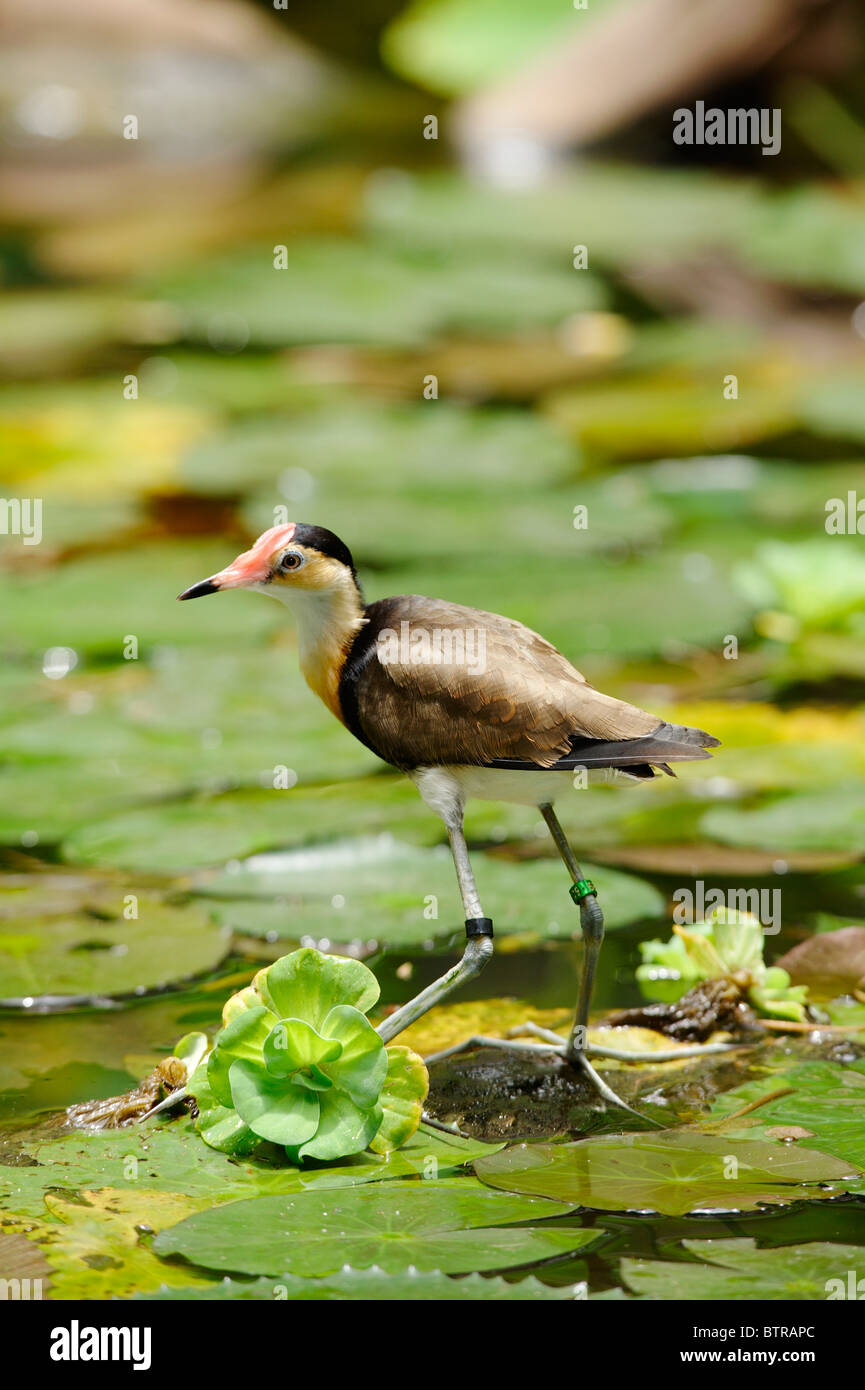 Lily pad bird hi-res stock photography and images - Alamy