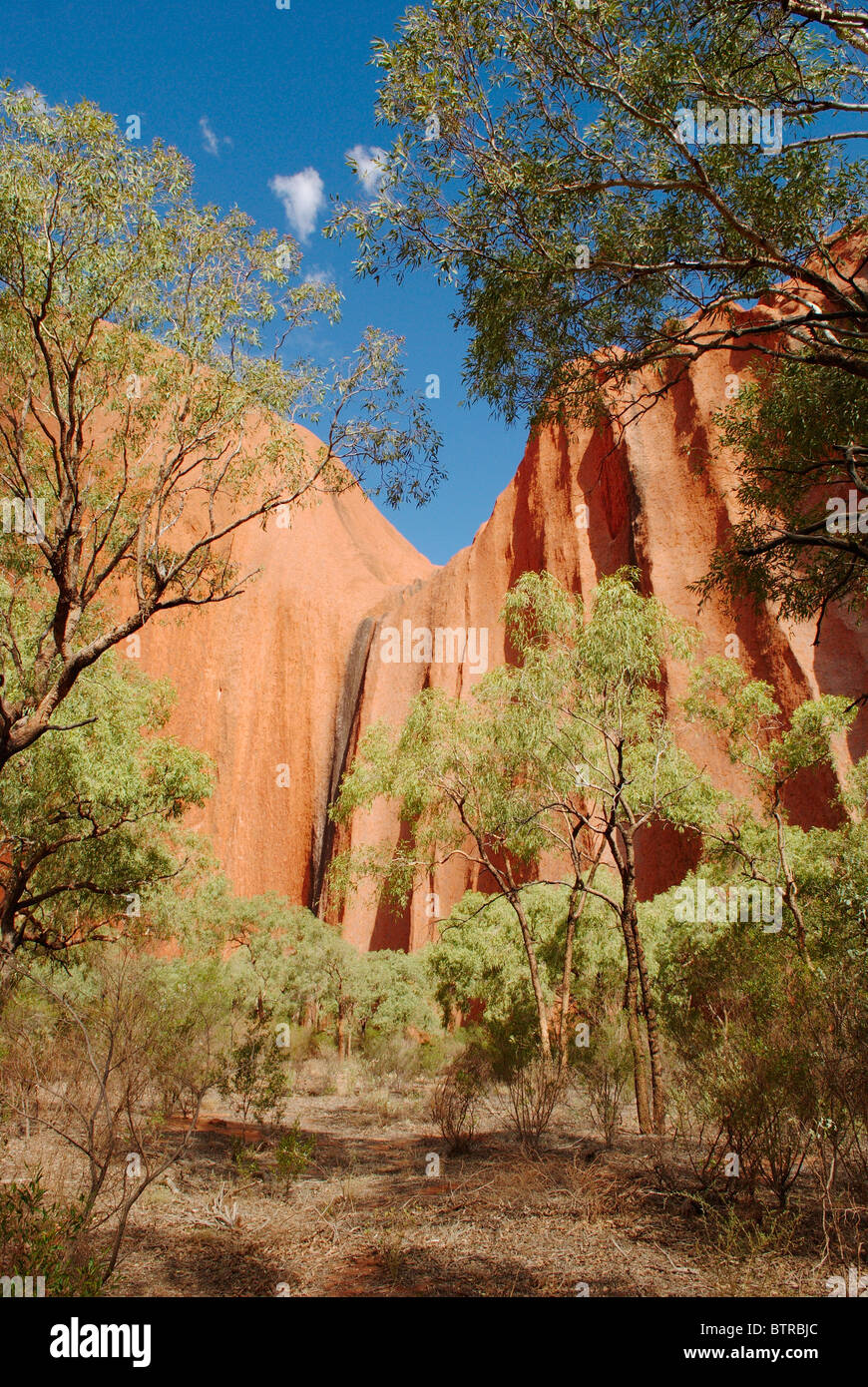 Australian Flora Trees High Resolution Stock Photography and Images - Alamy