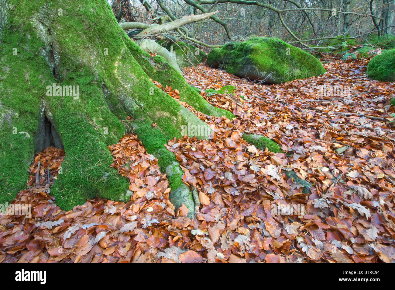 Tree exposed hi-res stock photography and images - Alamy