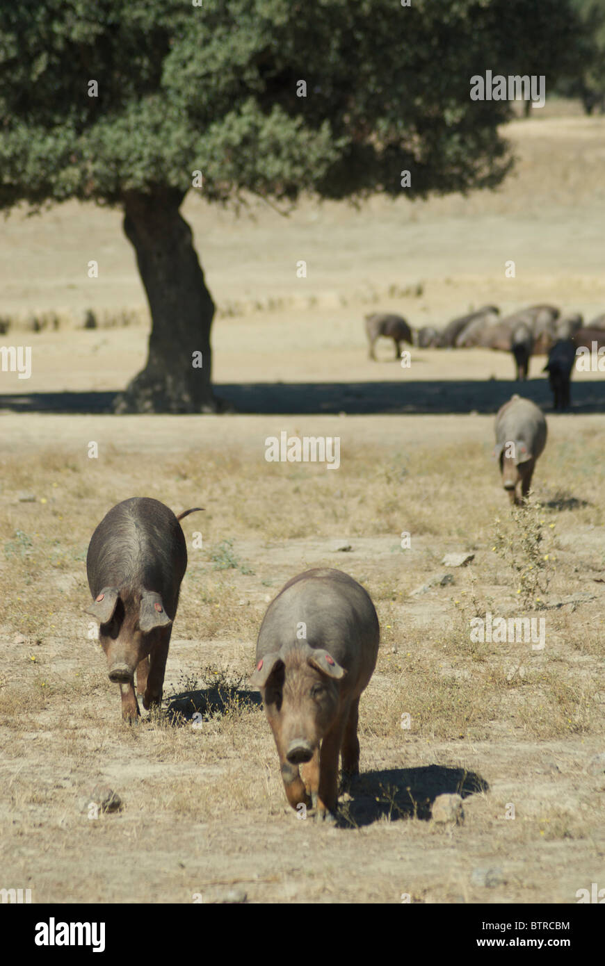 Livestock pigs hi-res stock photography and images - Alamy