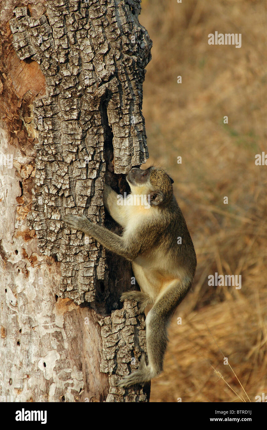 Green monkey (Cercopithecus aethiops sabaeus) looking for insects ...