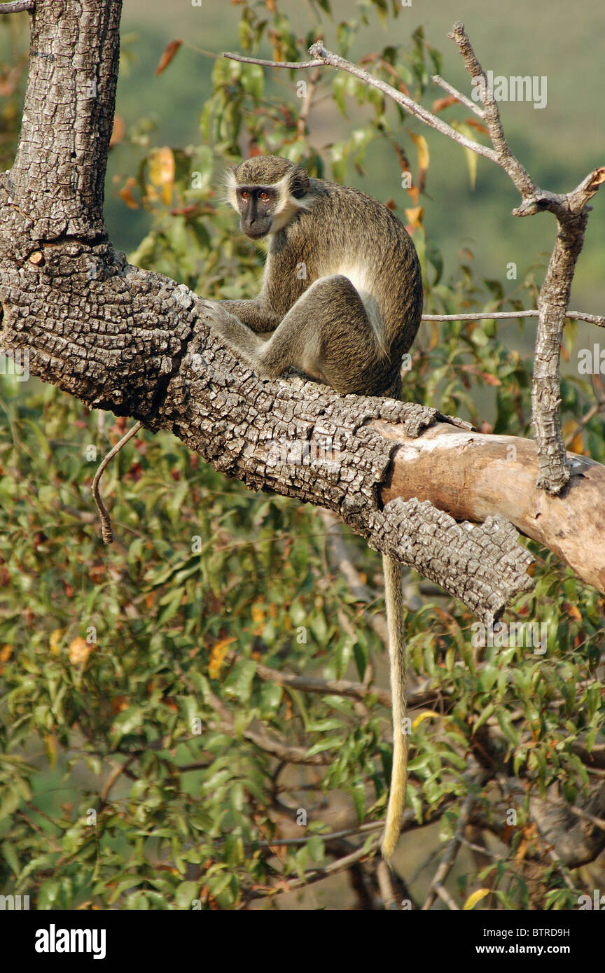 Cercopithecus aethiops sabaeus hi-res stock photography and images - Alamy