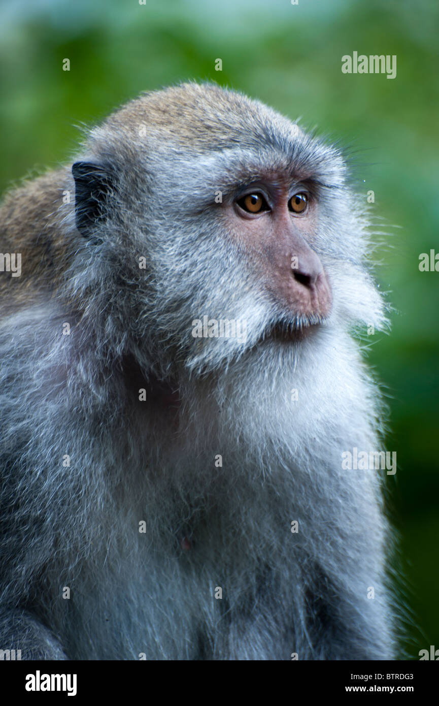Macaque monkey close up showing face and detail of whiskers Stock Photo ...