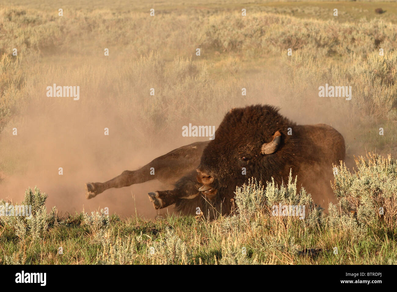 An American Bison rutting around on the ground during the rut Stock ...