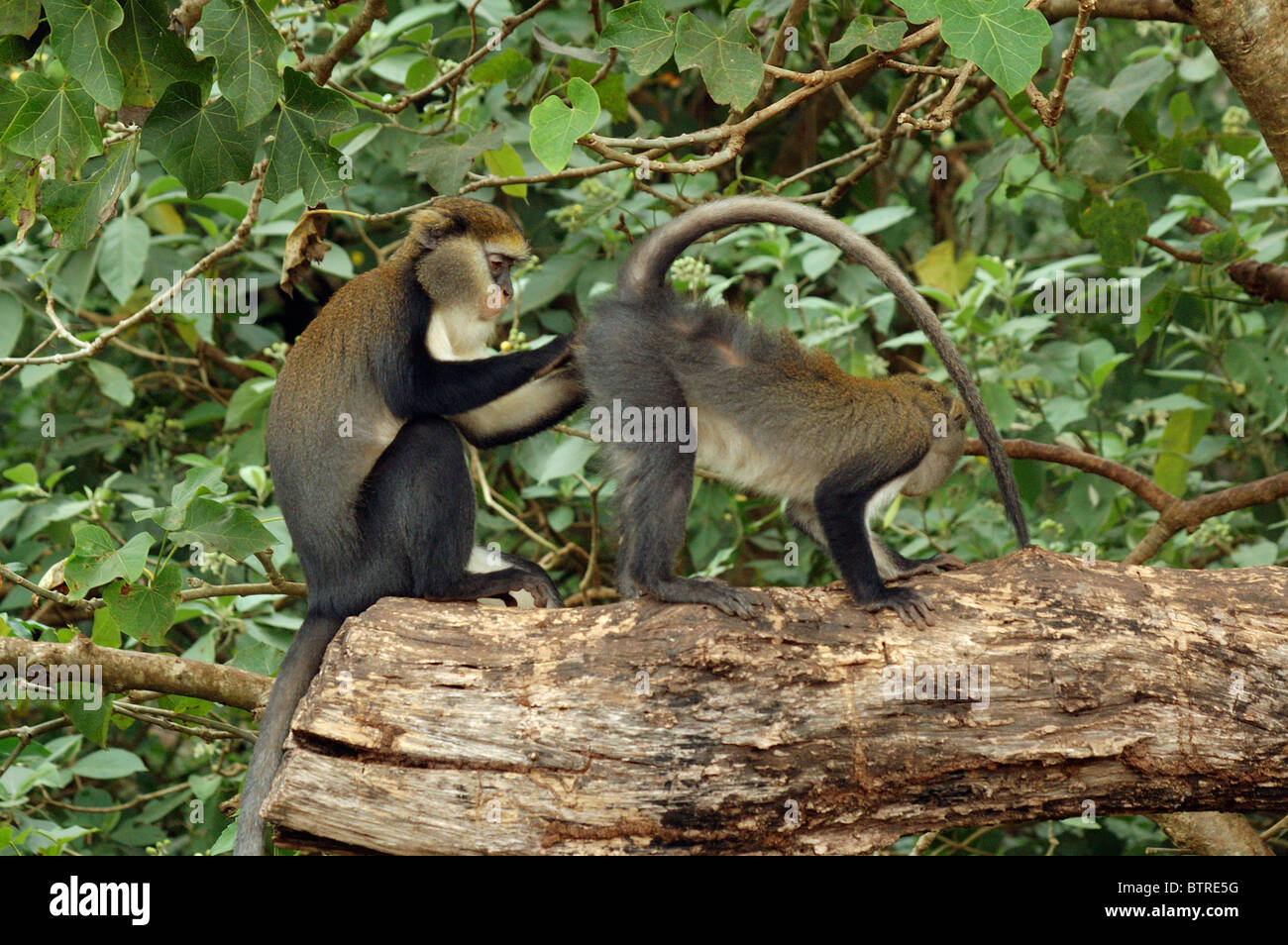 Campbell's mona monkey (Cercopithecus mona campbelli), one grooming ...