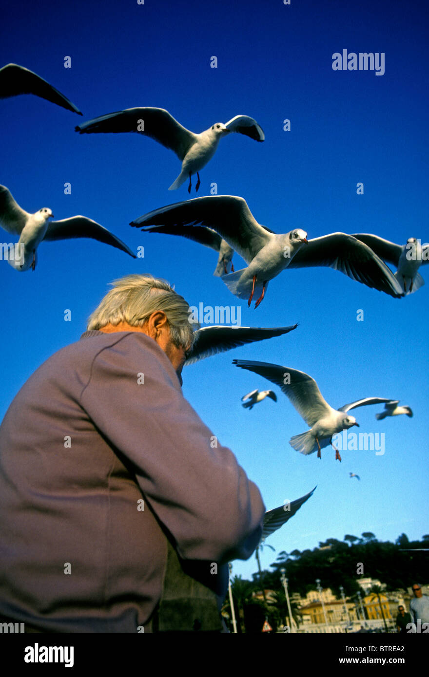 Man feeding seagulls hi-res stock photography and images - Alamy